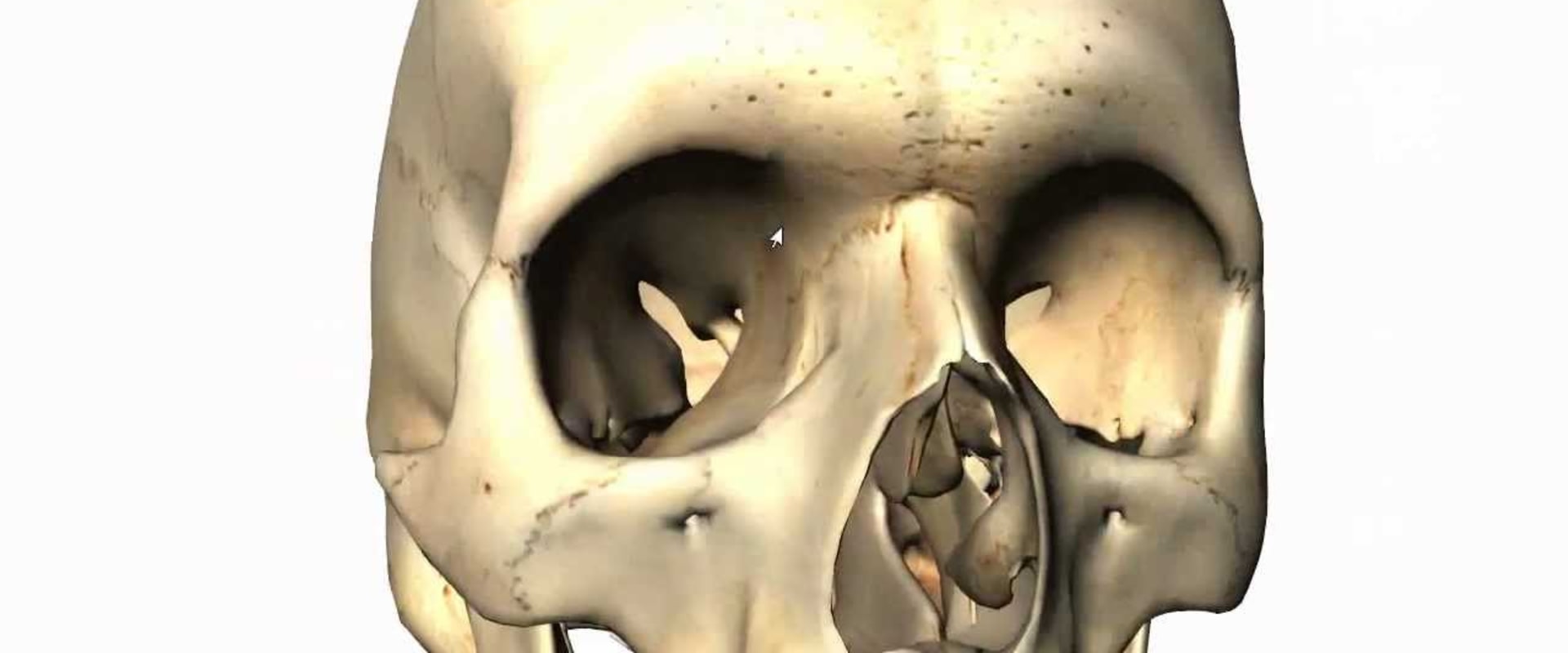 Types of Facial Bones and Their Characteristics